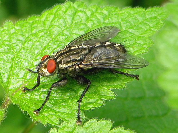 Mucha domáca :: Mucha86